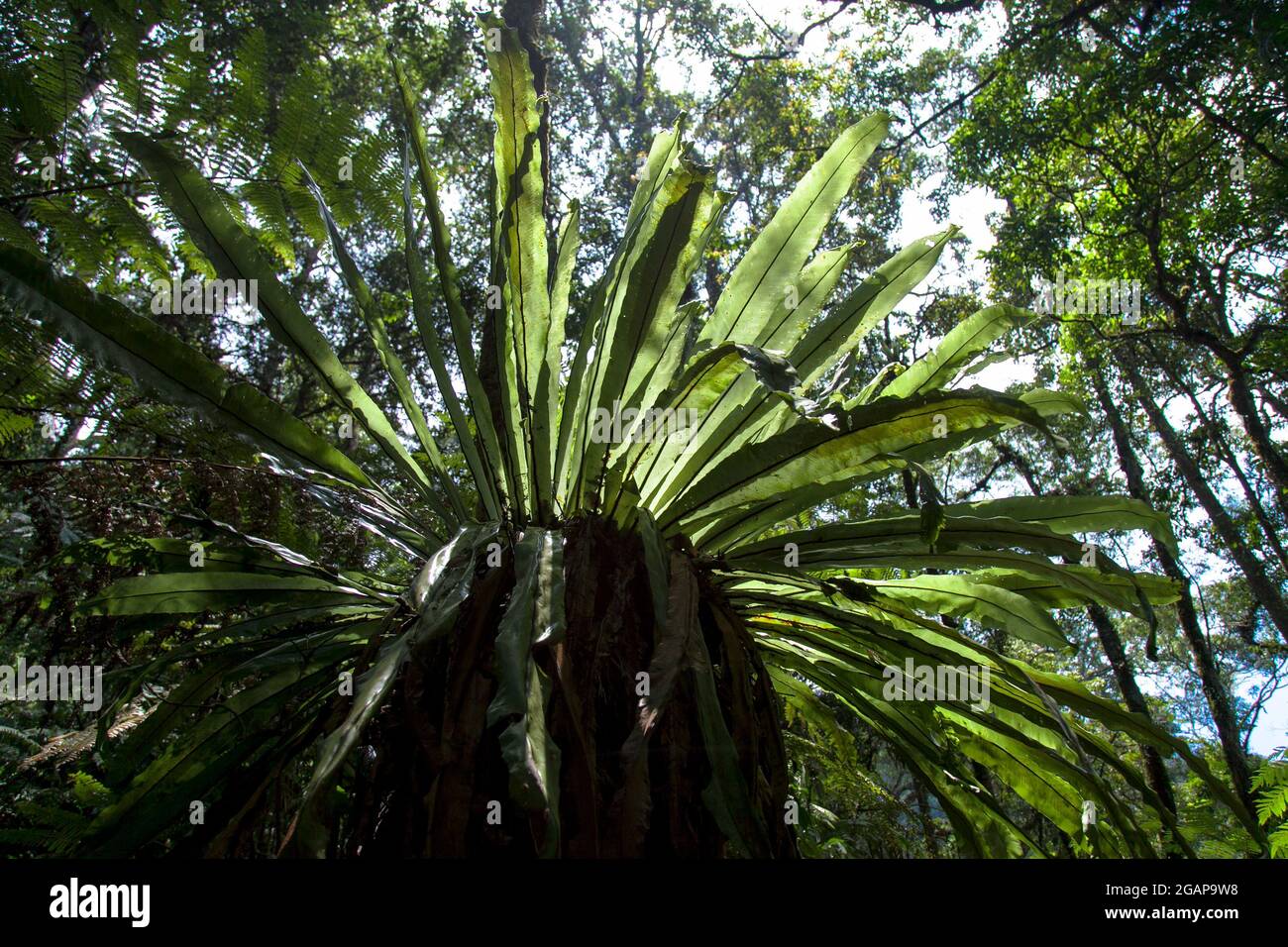 Tropical vegetation forest at West Java highland Indonesia Stock Photo ...