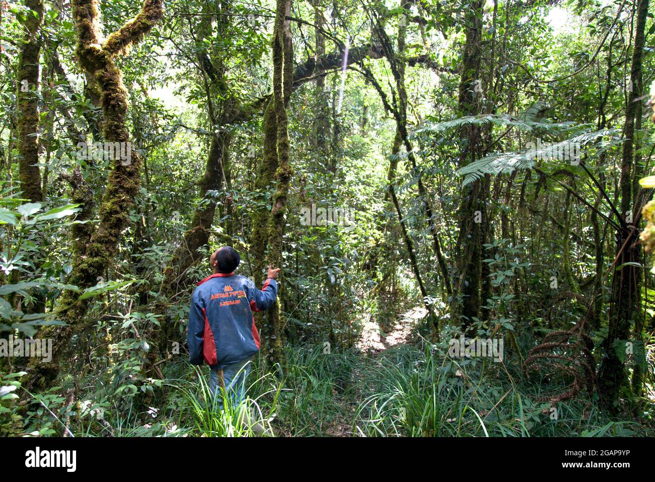 Tropical vegetation forest at West Java highland Indonesia Stock Photo ...