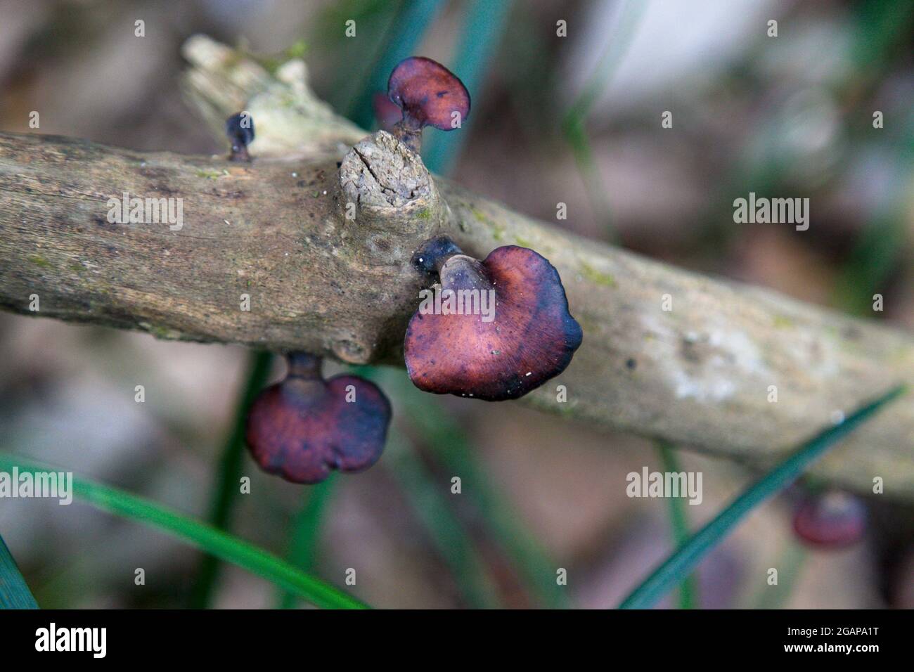 Tropical vegetation forest at West Java highland Indonesia Stock Photo ...