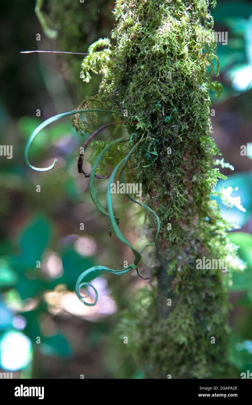 Tropical vegetation forest at West Java highland Indonesia Stock Photo ...