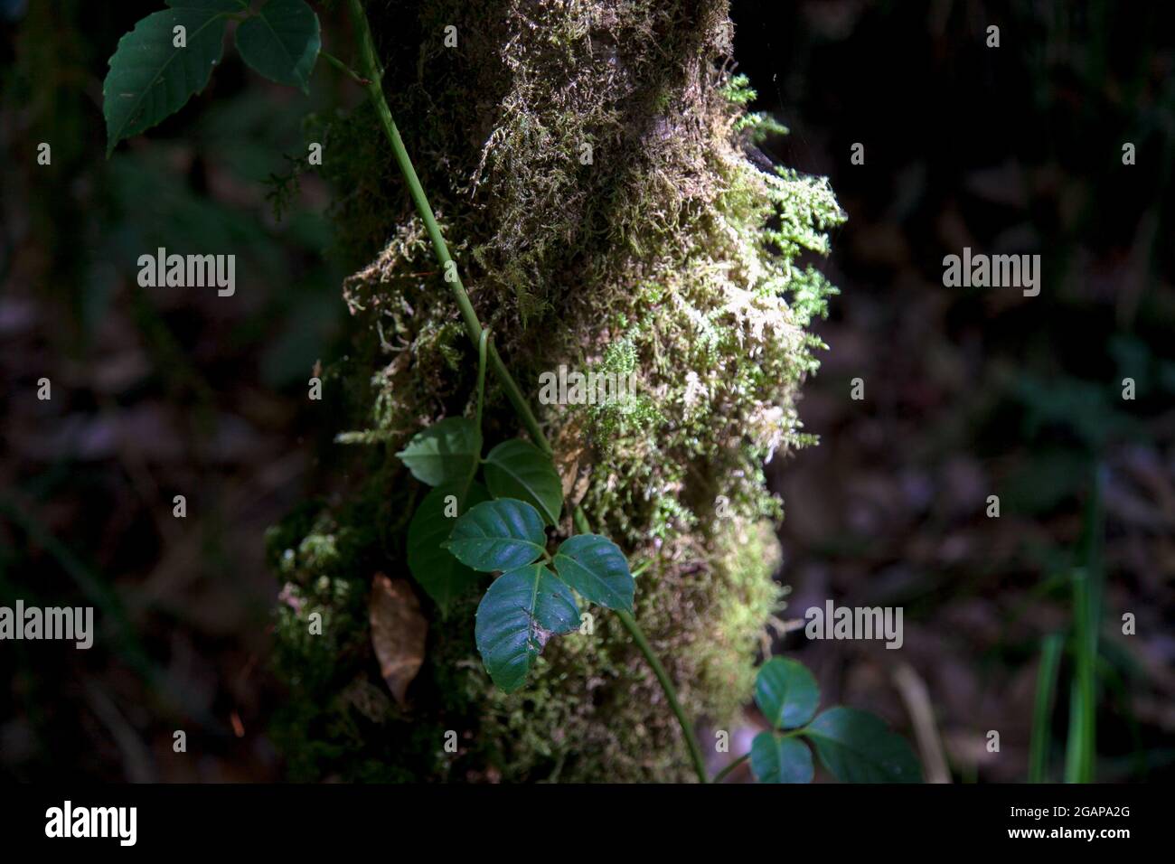Tropical vegetation forest at West Java highland Indonesia Stock Photo ...
