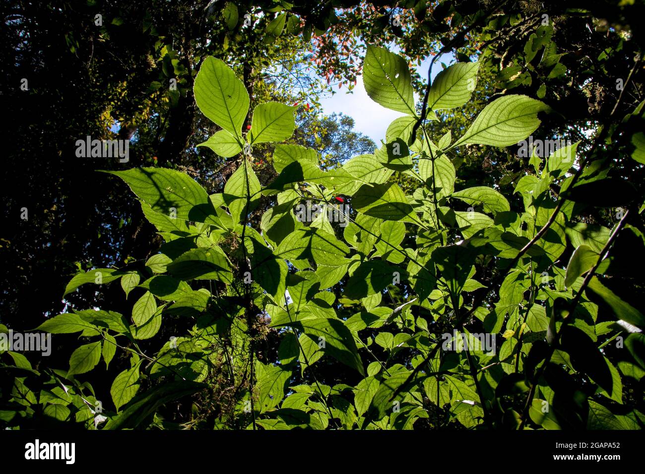 Tropical vegetation forest at West Java highland Indonesia Stock Photo ...