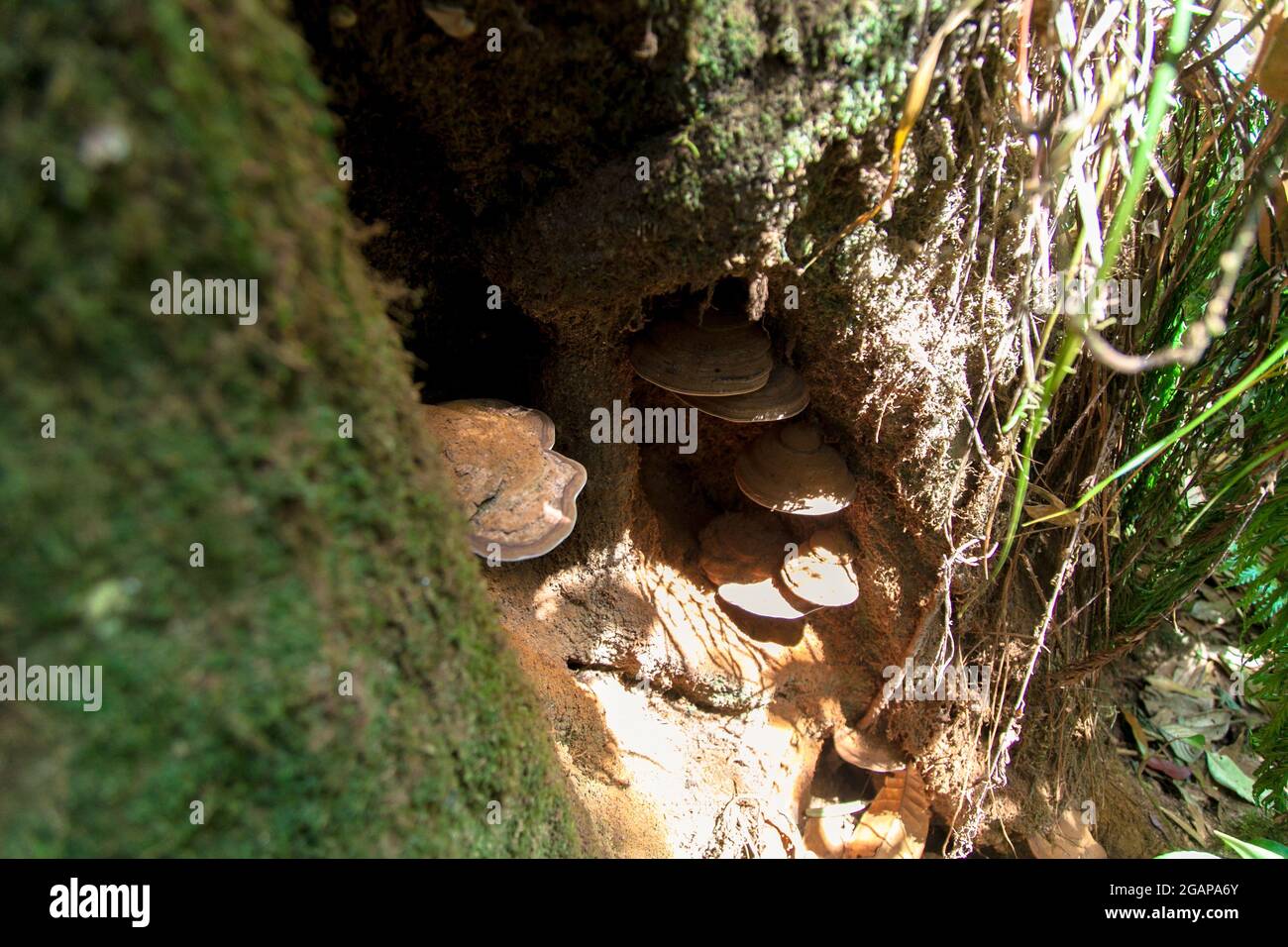 Tropical vegetation forest at West Java highland Indonesia Stock Photo ...