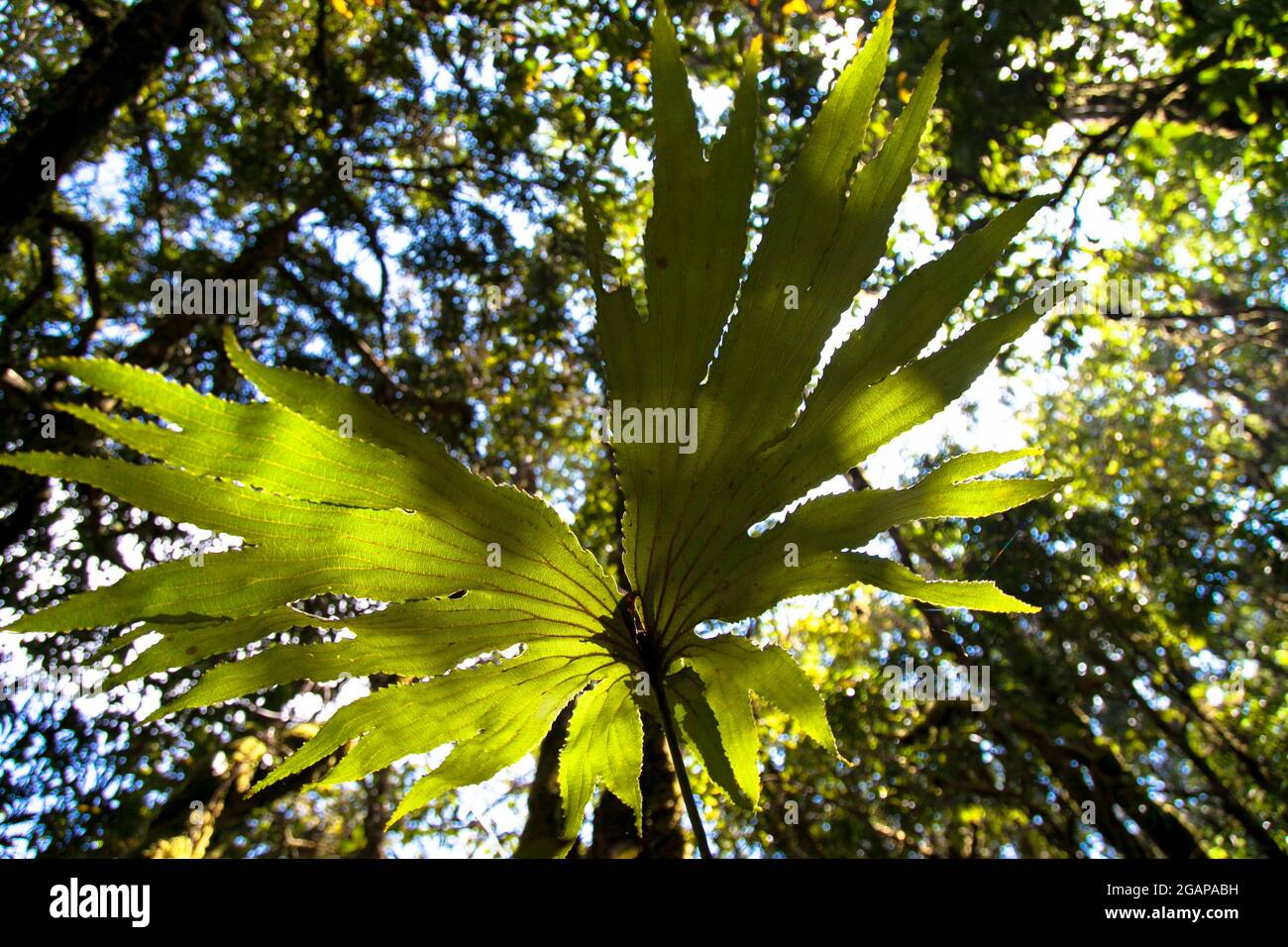 Tropical vegetation forest at West Java highland Indonesia Stock Photo ...