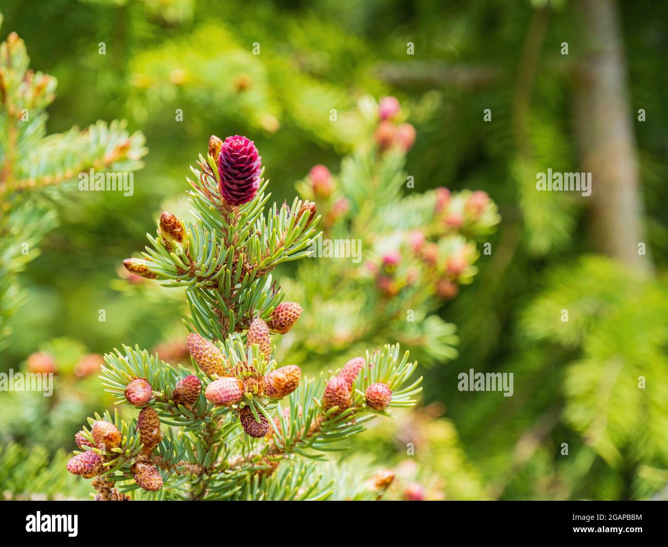 Purple cedar hi-res stock photography and images - Alamy