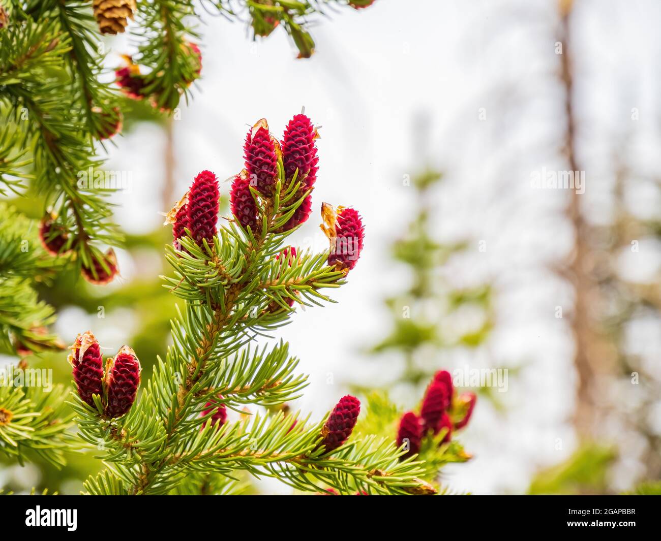 Purple cedar hi-res stock photography and images - Alamy