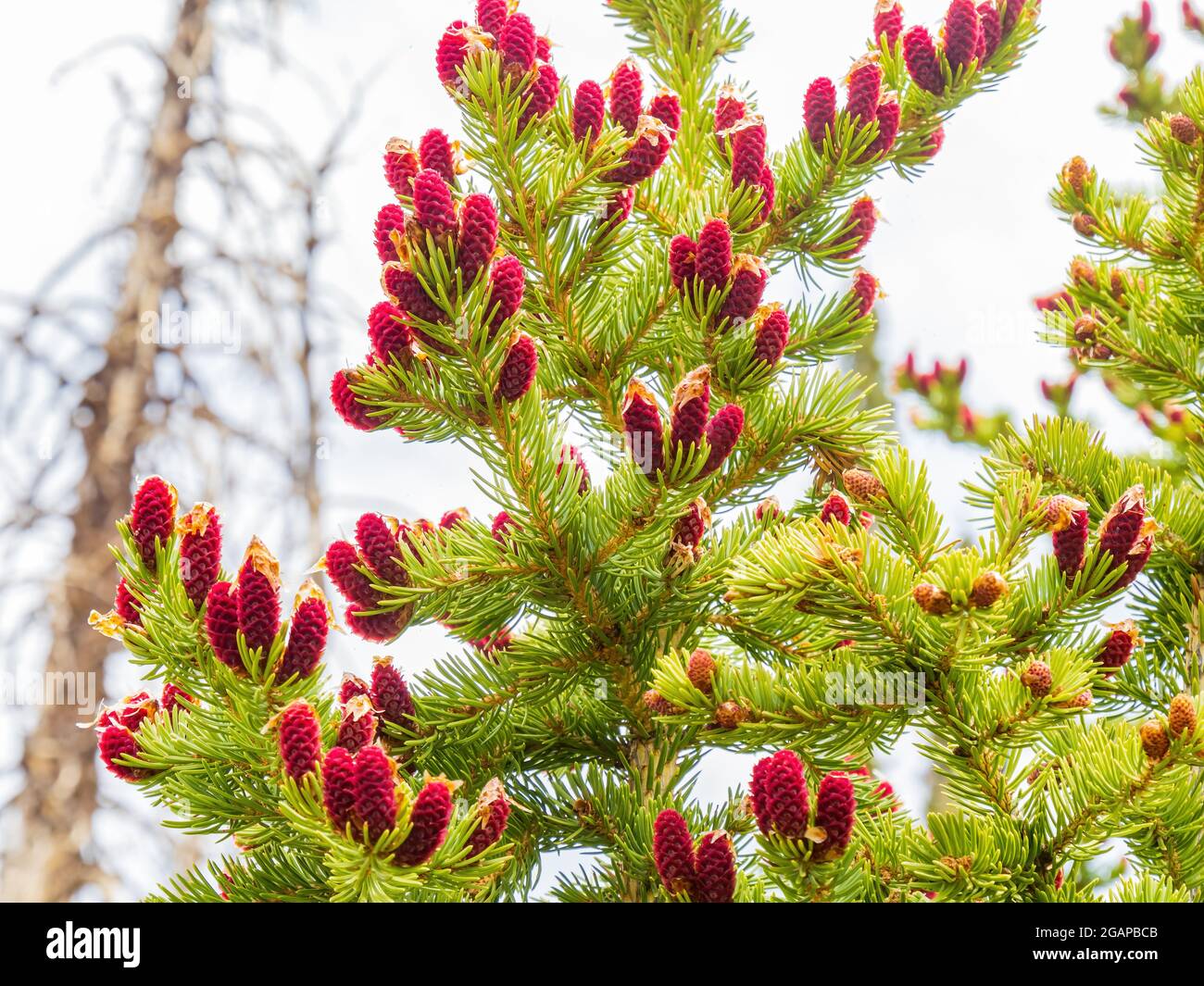 Purple cedar hi-res stock photography and images - Alamy
