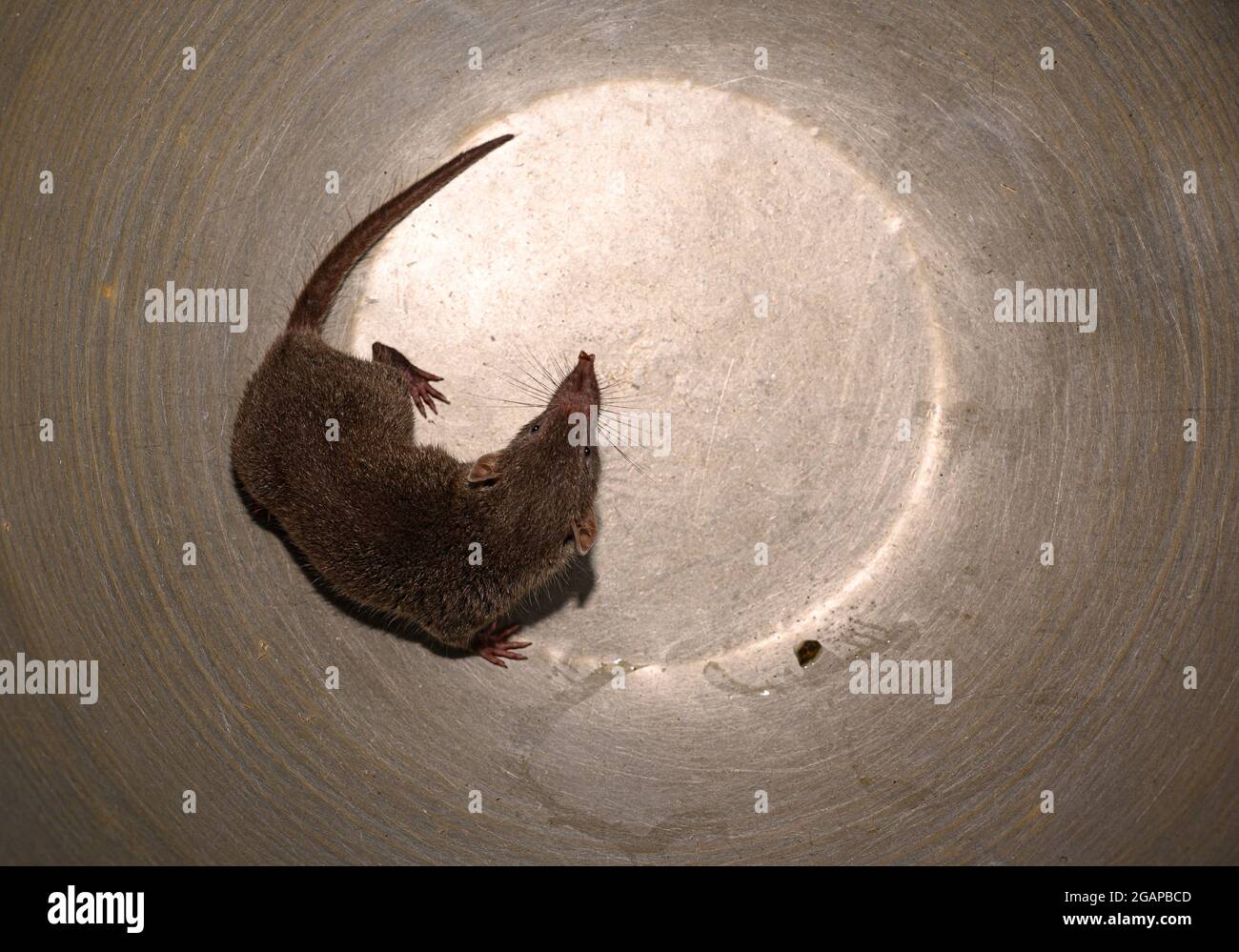 Asian house shrew suncus murinus hi-res stock photography and images ...