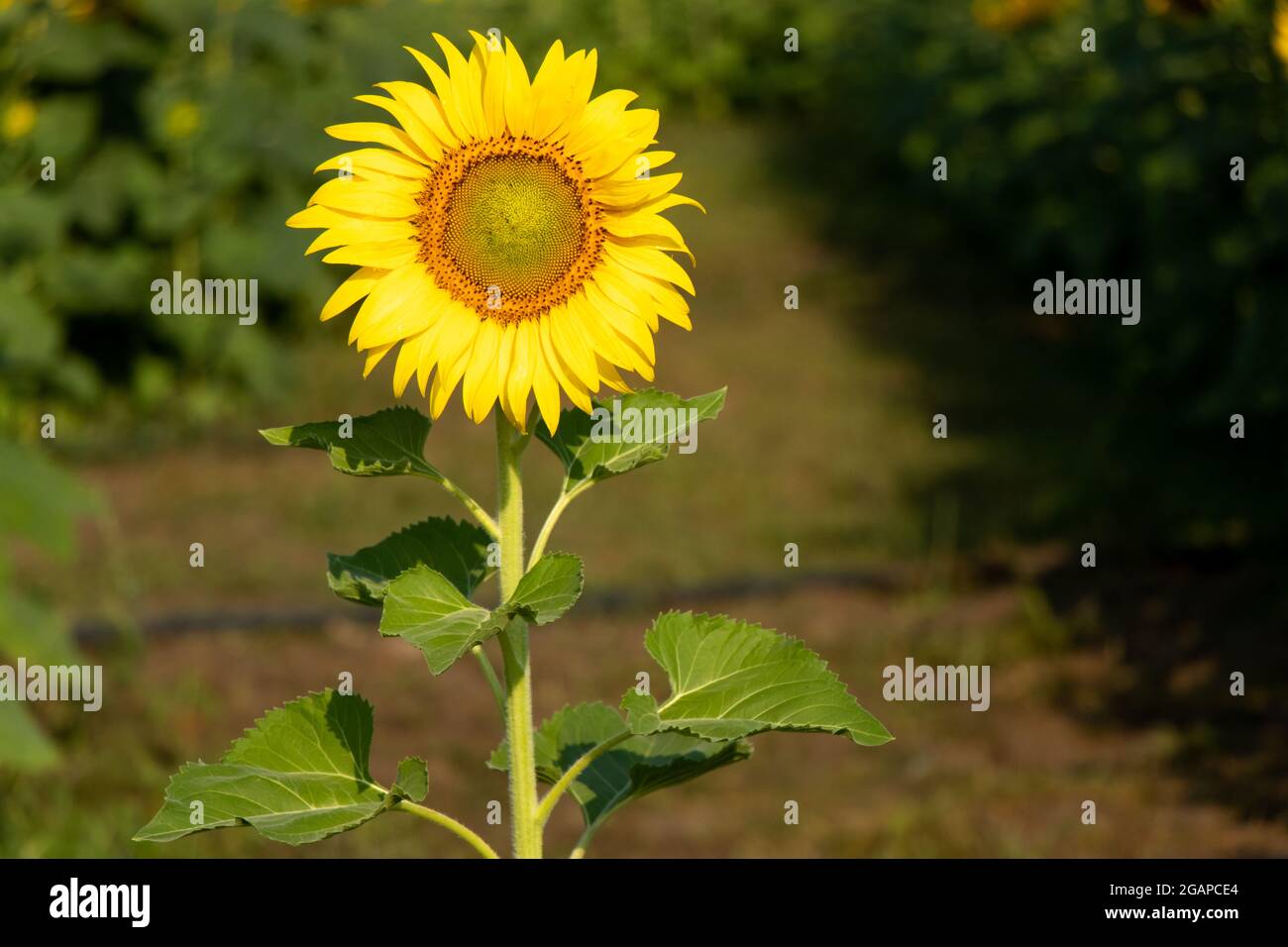 Beautiful yellow color sunflower in the agriculture farm background ...