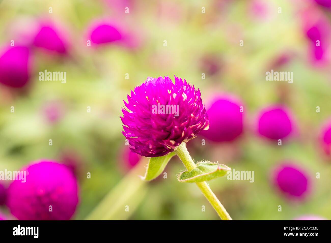 Makhmali flower hi-res stock photography and images - Alamy
