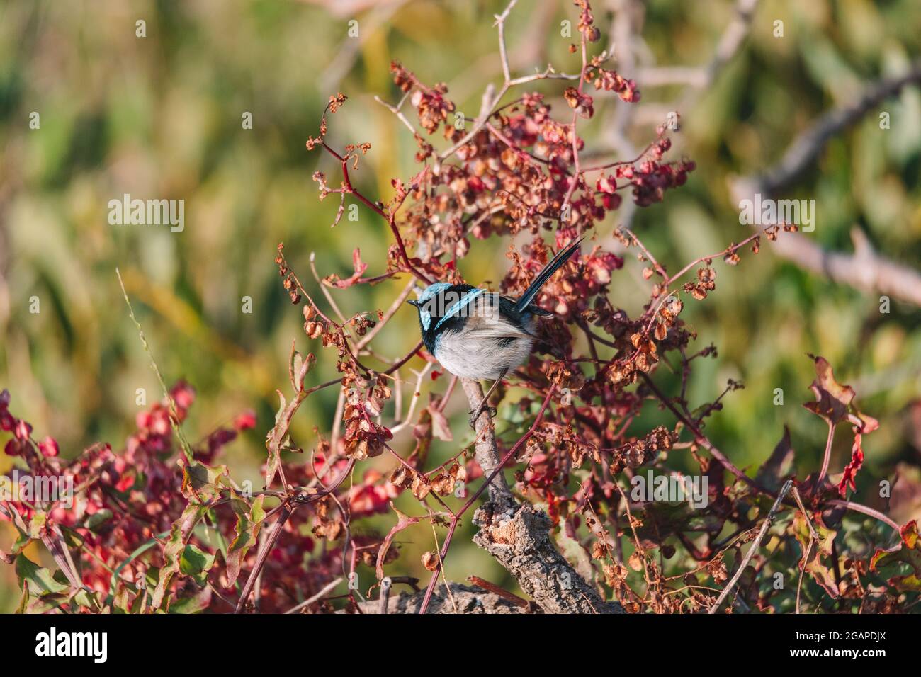 Superb Fairy wren bird sitting in a bush Stock Photo - Alamy