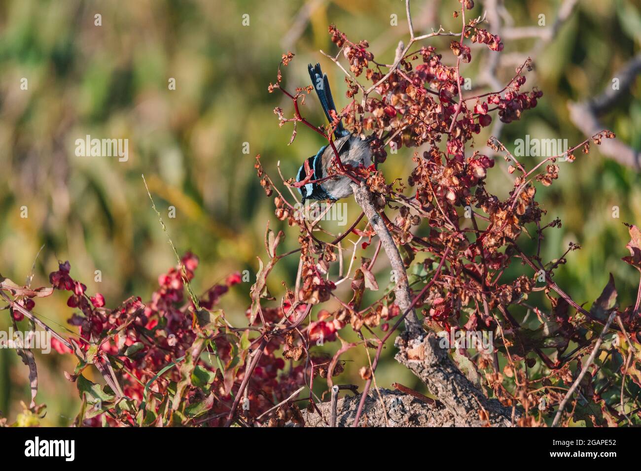 Superb Fairy wren bird sitting in a bush Stock Photo - Alamy