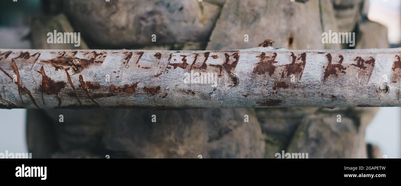 Aspen scale hi-res stock photography and images - Alamy