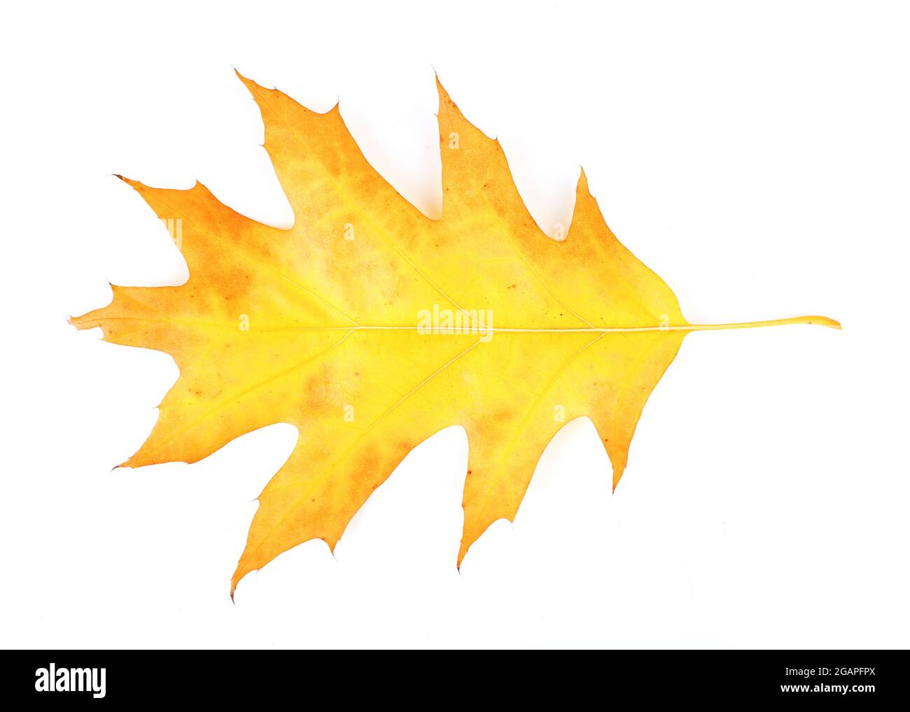 Beautiful autumn leaf, isolated on white Stock Photo - Alamy