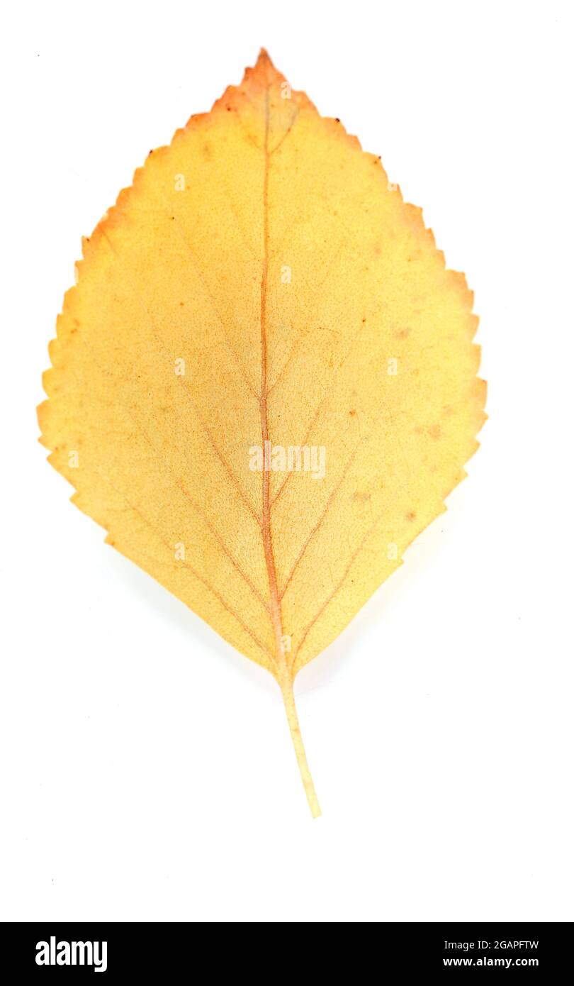 Beautiful autumn leaf, isolated on white Stock Photo - Alamy
