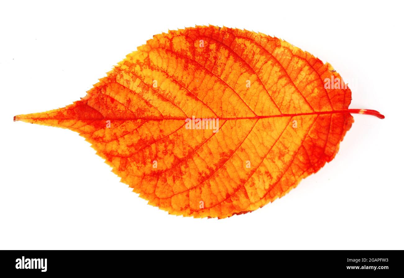 Beautiful autumn leaf, isolated on white Stock Photo - Alamy