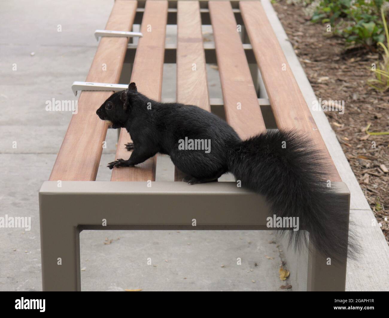 Squirrel Bench High Resolution Stock Photography and Images - Alamy