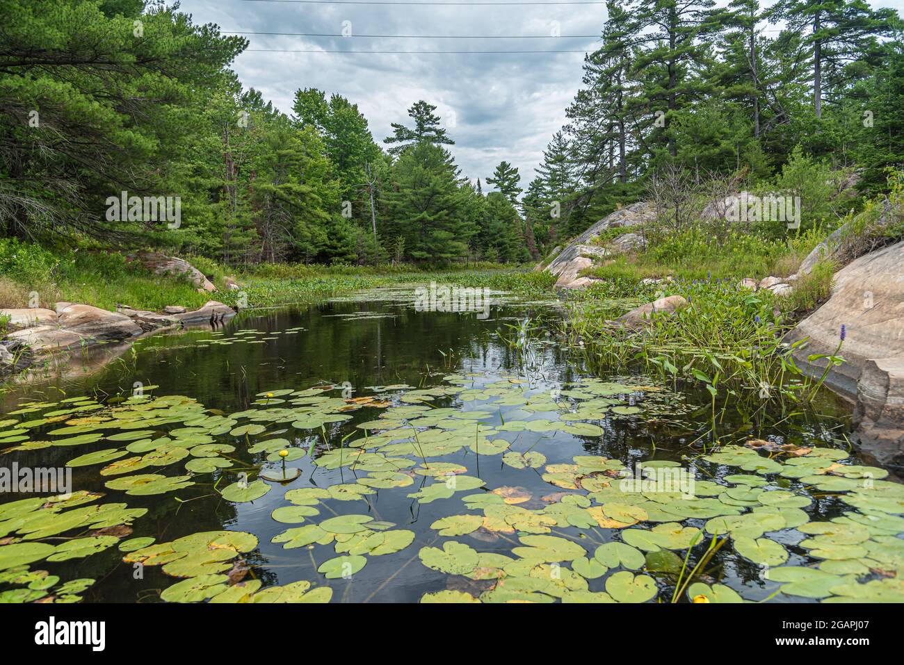 Muskoka granite rock hi-res stock photography and images - Alamy
