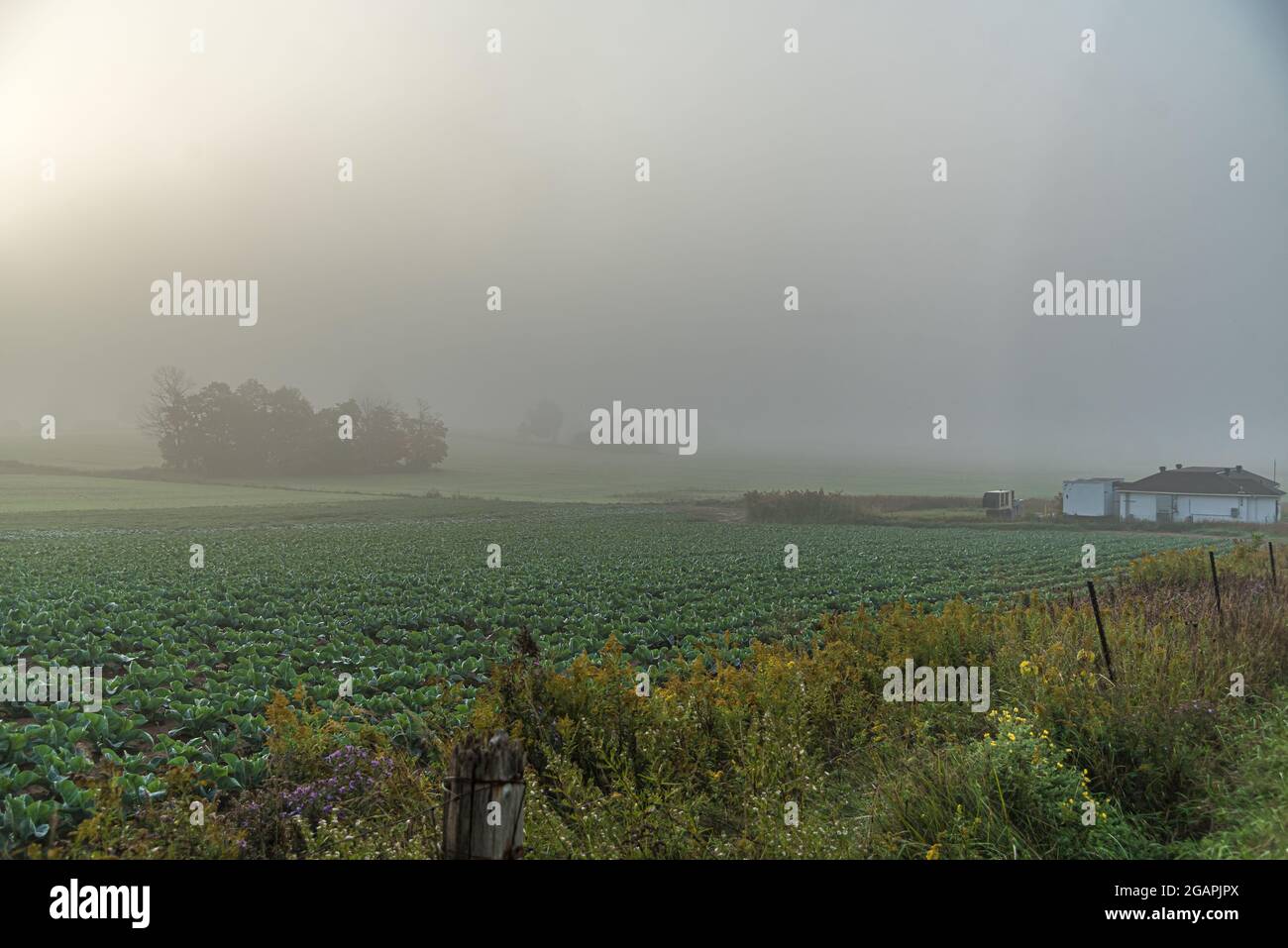 Strong fog and country farm in the morning Stock Photo - Alamy
