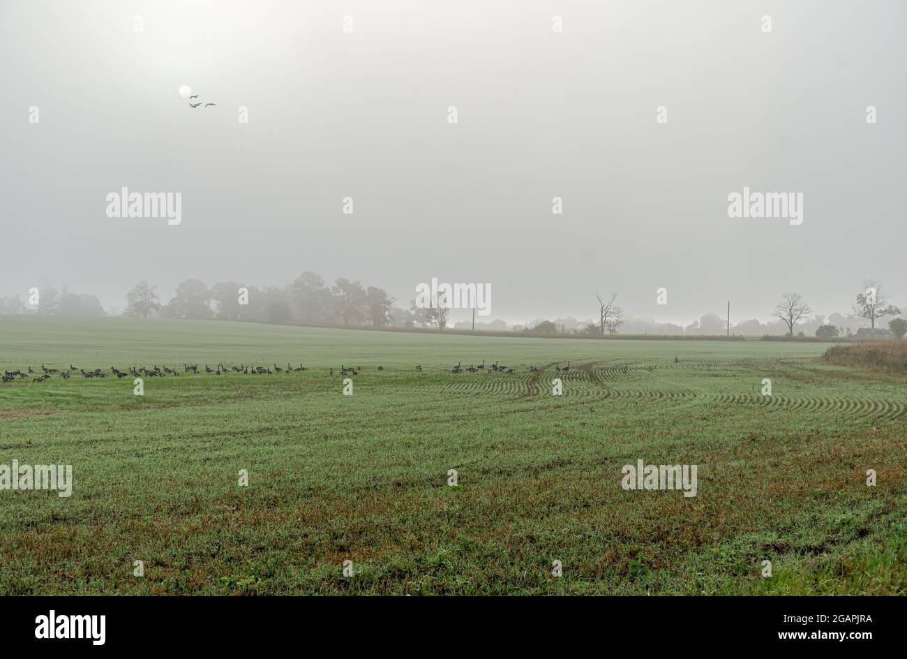 Strong fog and country farm in the morning Stock Photo - Alamy