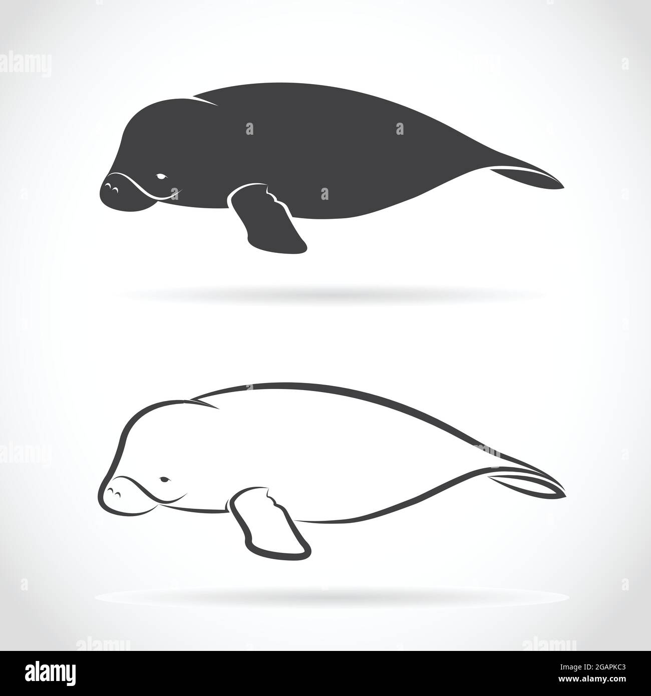 Dugong Sea Cow Dugong Dugon Stock Vector Images Alamy