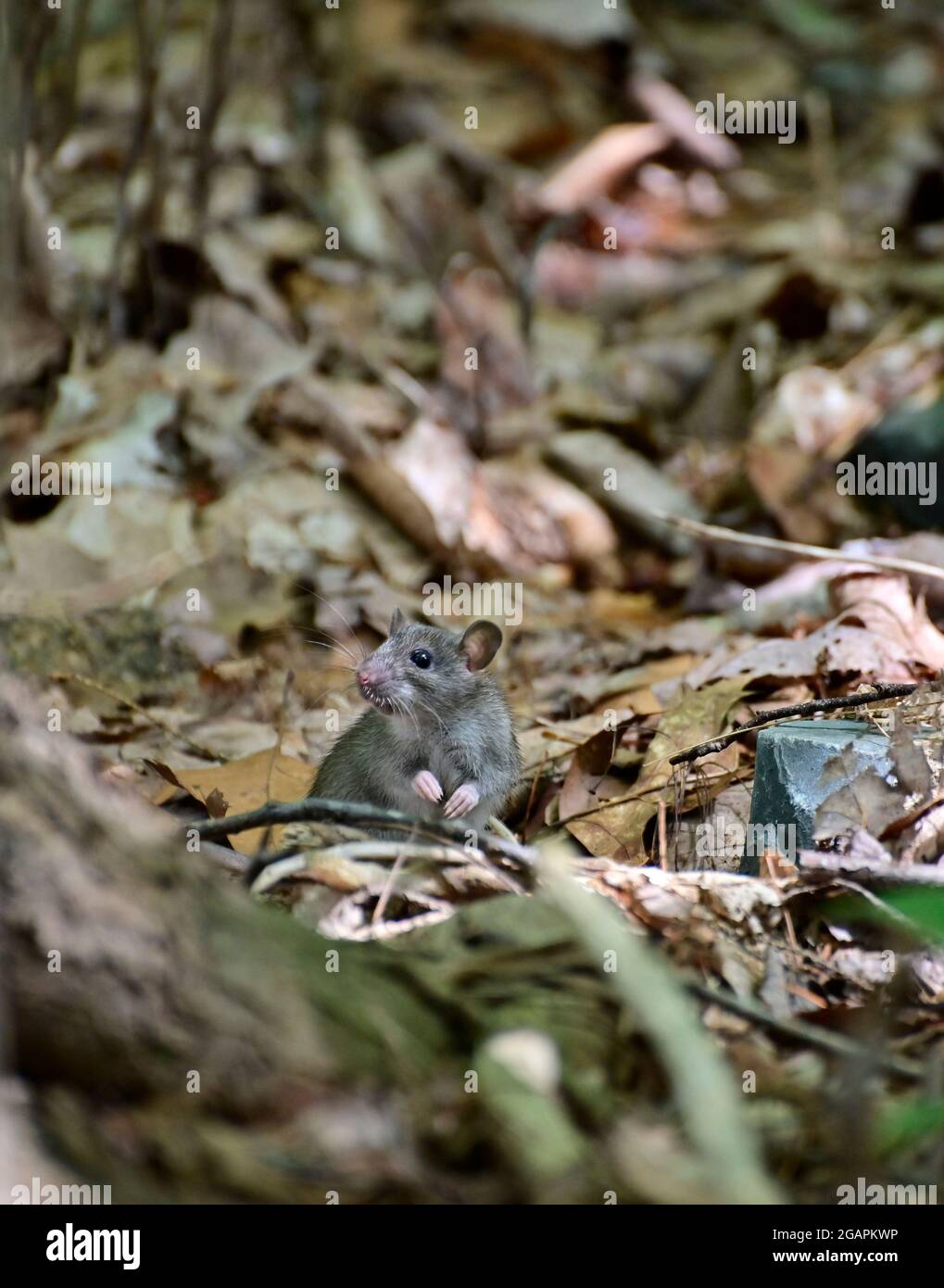 Wood mice hi-res stock photography and images - Alamy