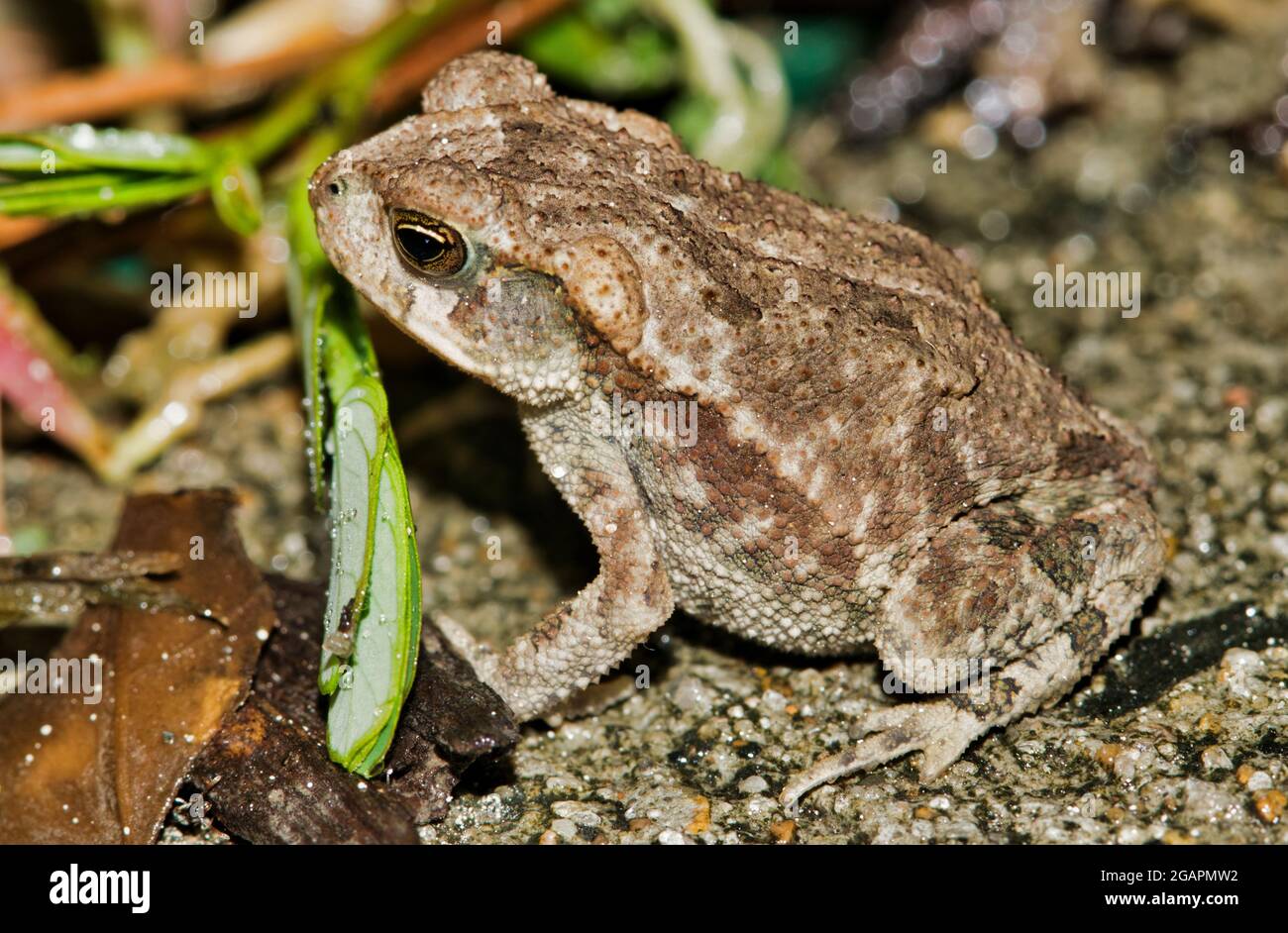 Gulf coast toad bufo valliceps hi-res stock photography and images - Alamy