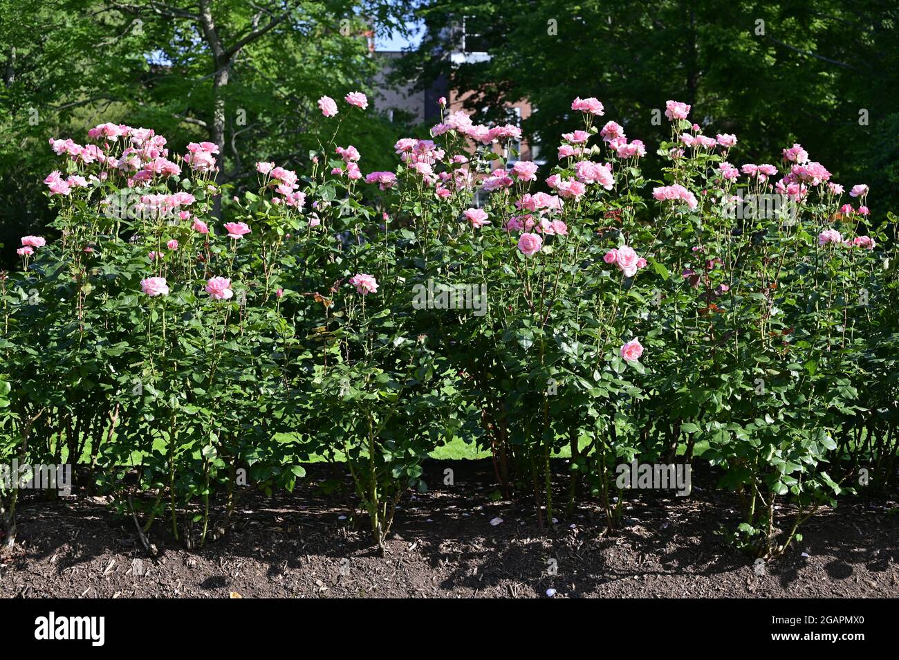 Rosebush farming hi-res stock photography and images - Alamy