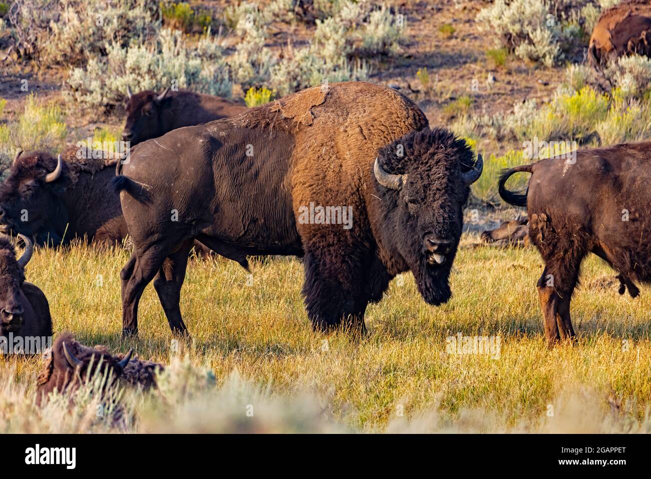 Bison yellowstone national park hi-res stock photography and images - Alamy