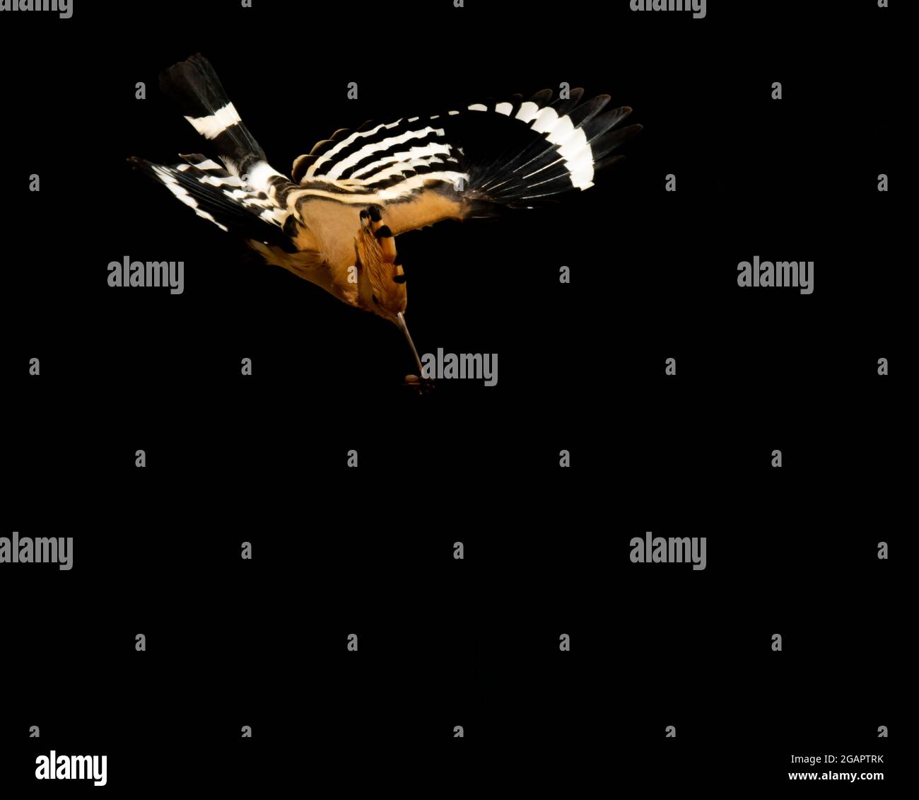 A Hoopoe bird in flight, Provence , France Stock Photo - Alamy