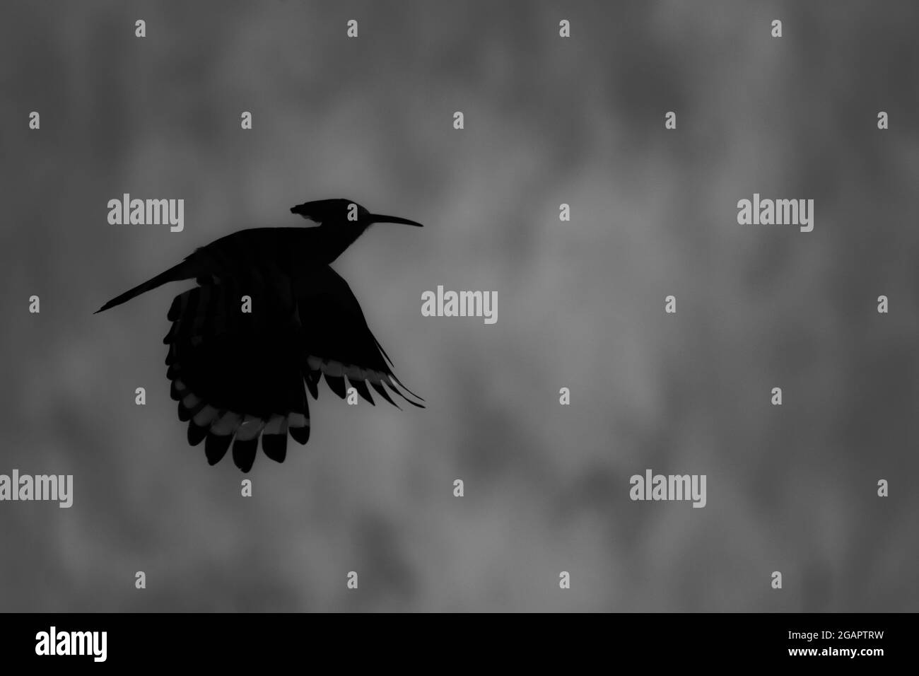 Exotic bird natural habitat Black and White Stock Photos & Images - Alamy