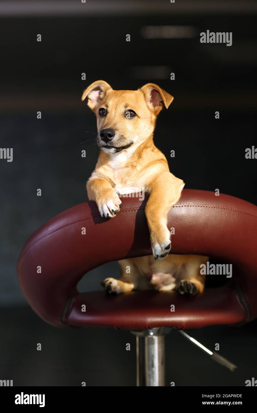 Small funny cute dog sitting on bar stool on grey background Stock ...