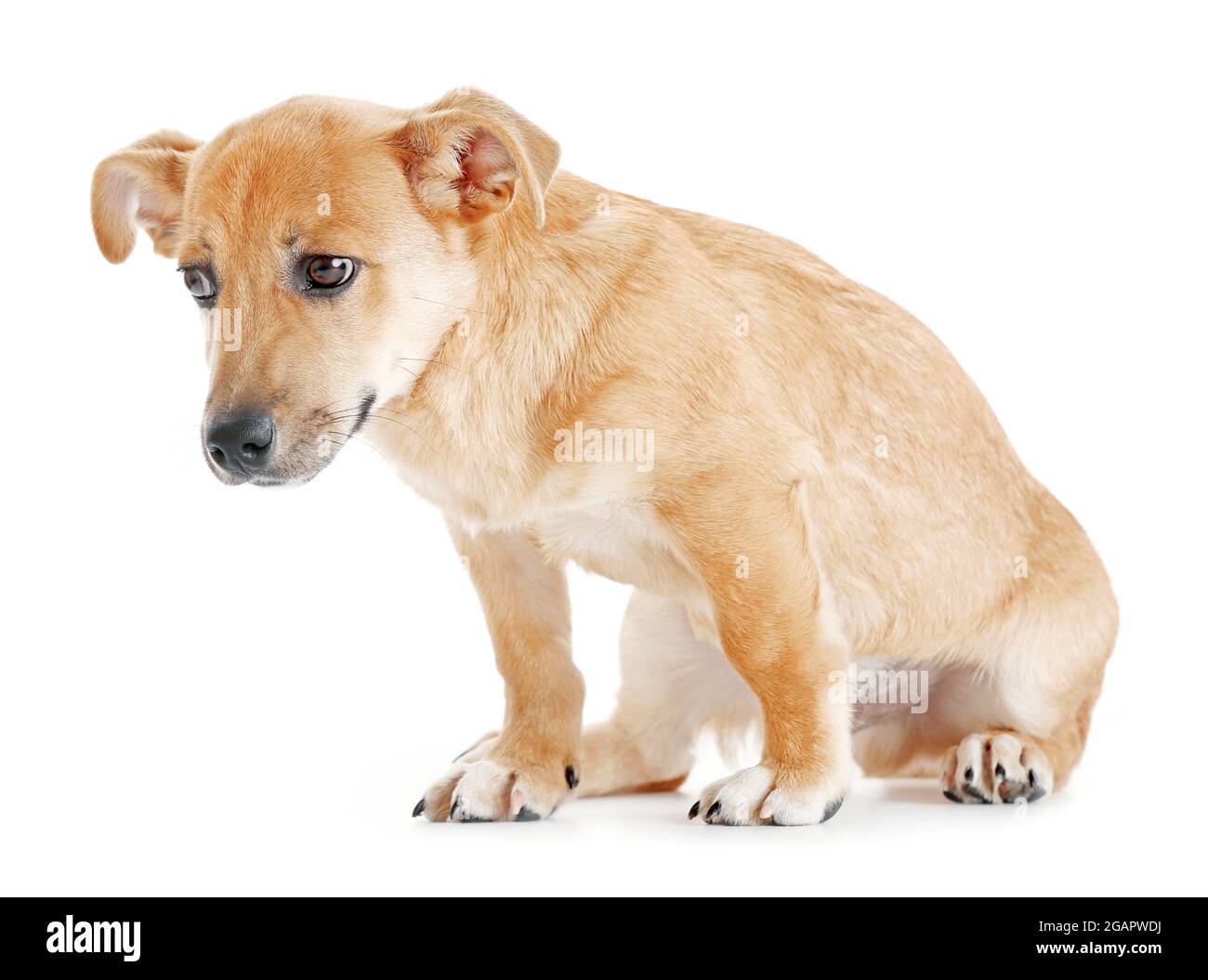 Small funny cute dog, isolated on white Stock Photo - Alamy