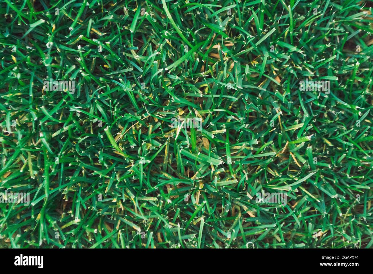 A top view of green grass outdoors - great for wallpape Stock Photo - Alamy