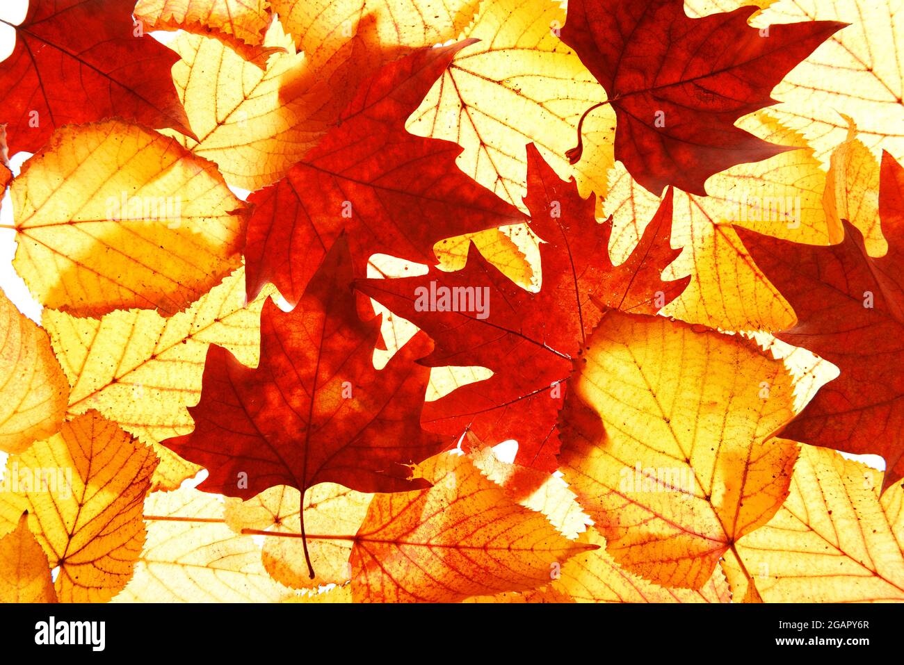 Golden autumn leaves background Stock Photo - Alamy