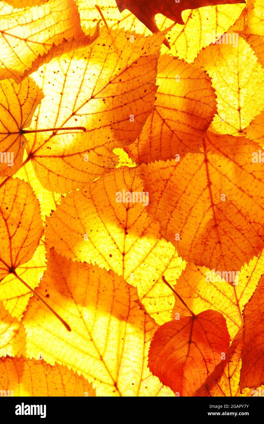 Golden autumn leaves background Stock Photo - Alamy