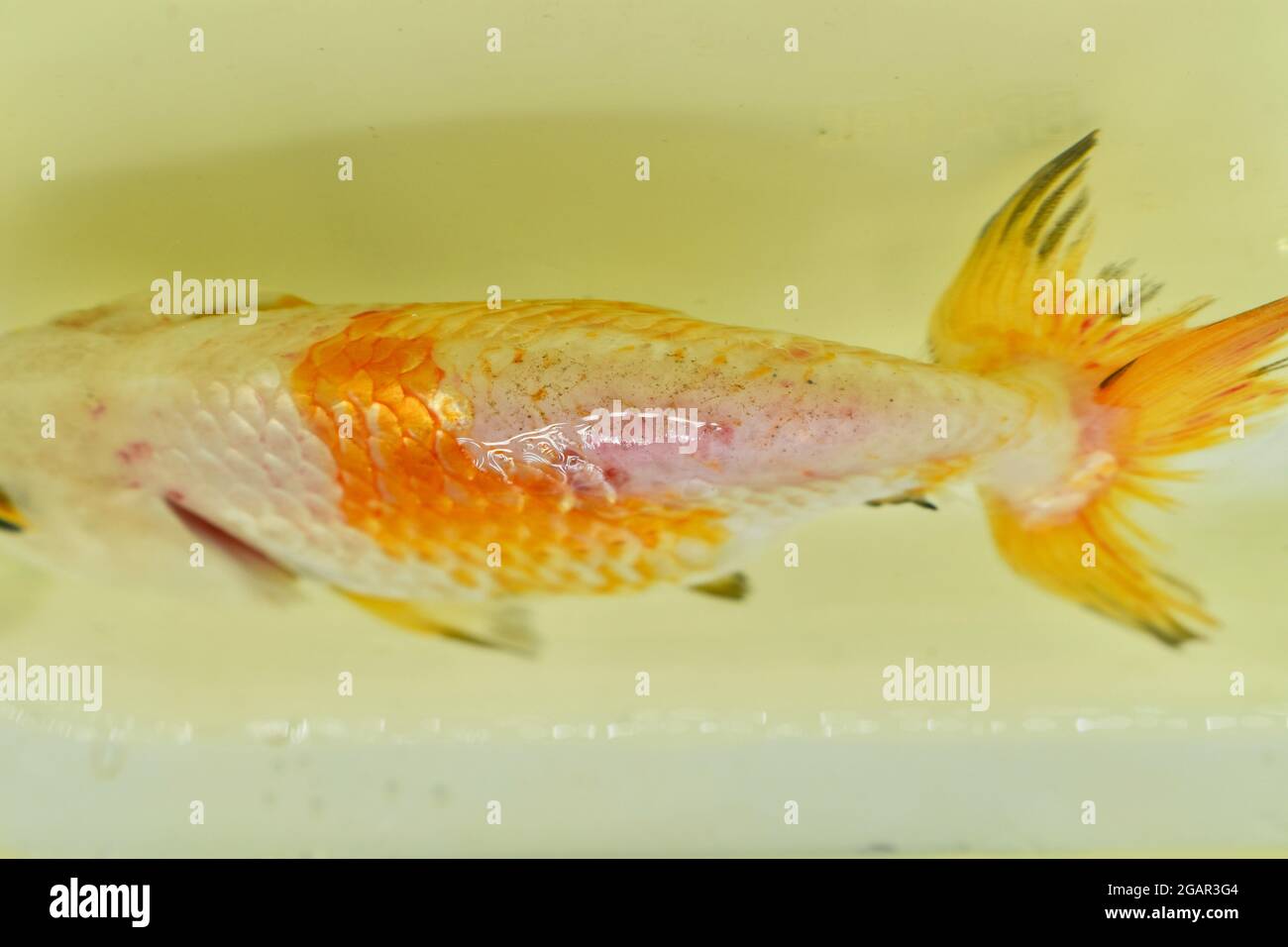 Goldfish scales hi-res stock photography and images - Alamy