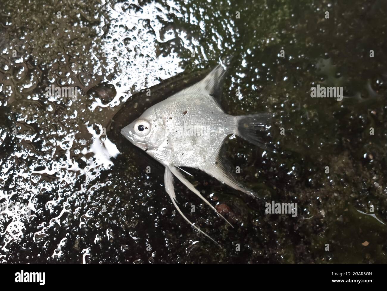 White angel fish died due to other fishes’s bite. Dead silver fish on ...
