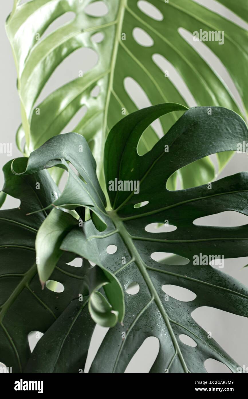 Natural background with tropical monstera leaves in daylight Stock ...