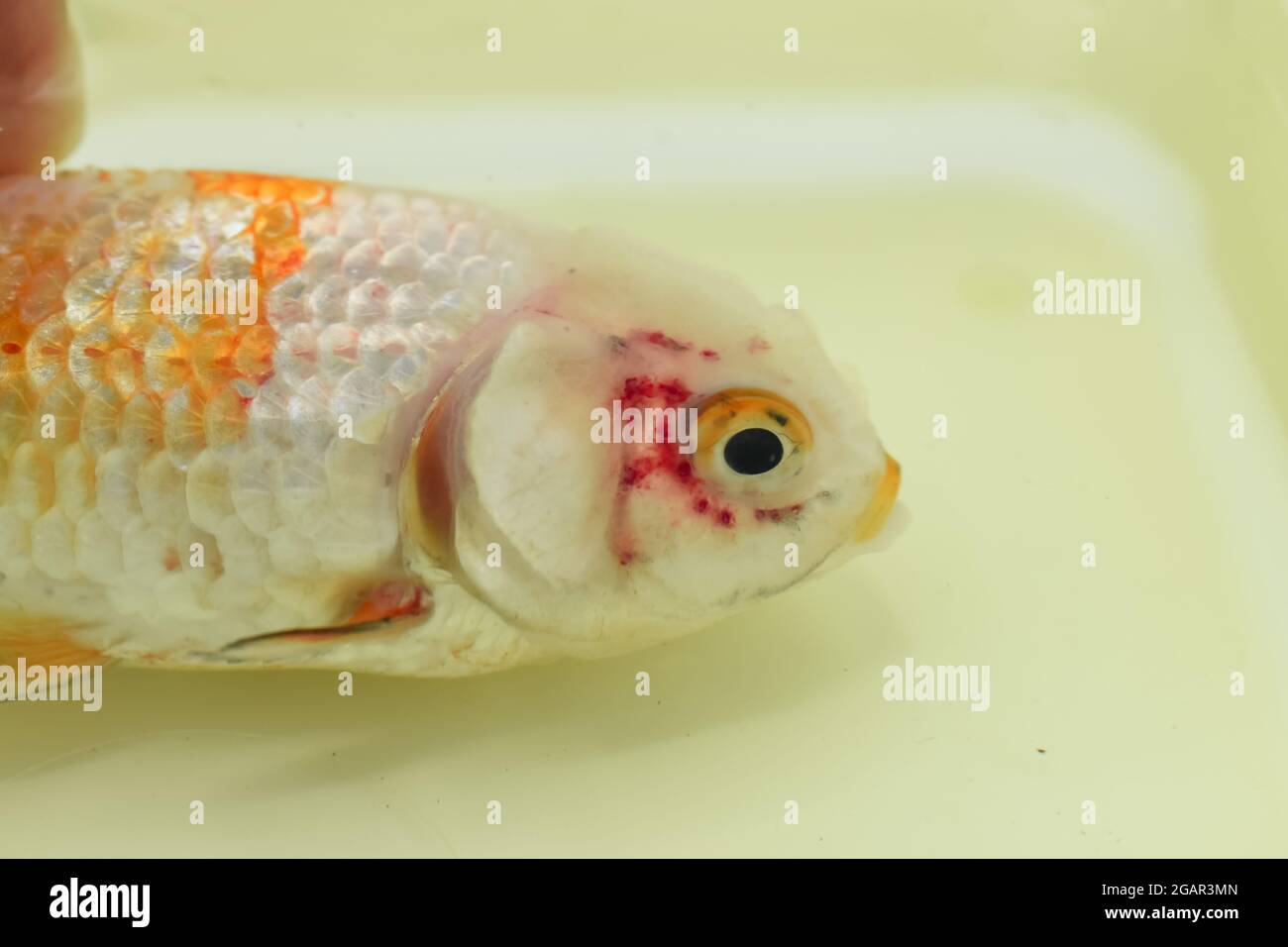 Red spots on head of lionhead goldfish due to ammonia poisoning Stock ...