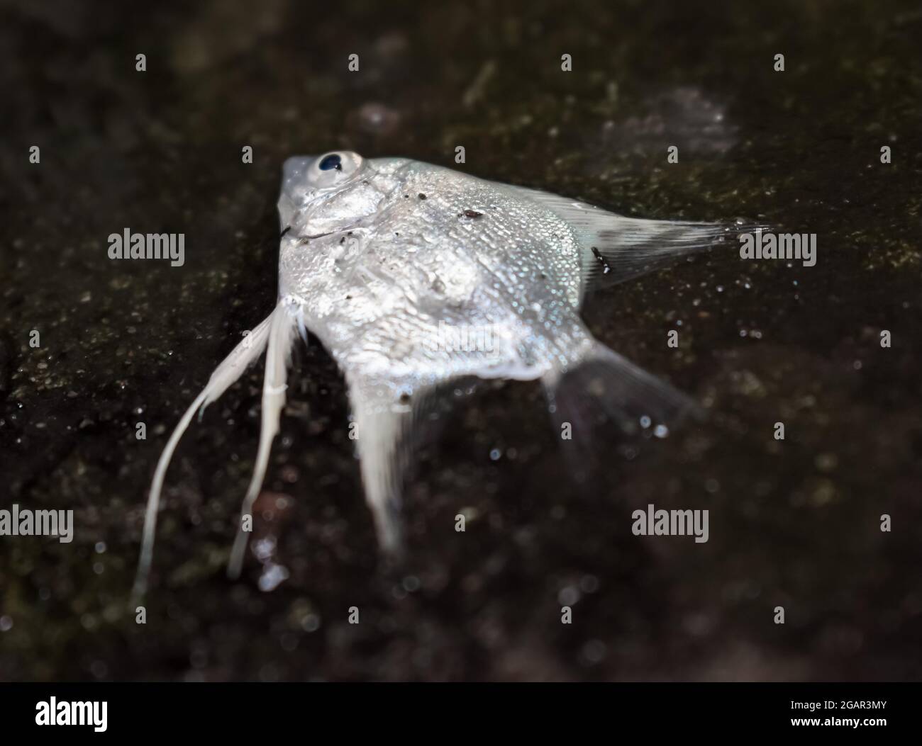 Dying fish aquarium hi-res stock photography and images - Alamy