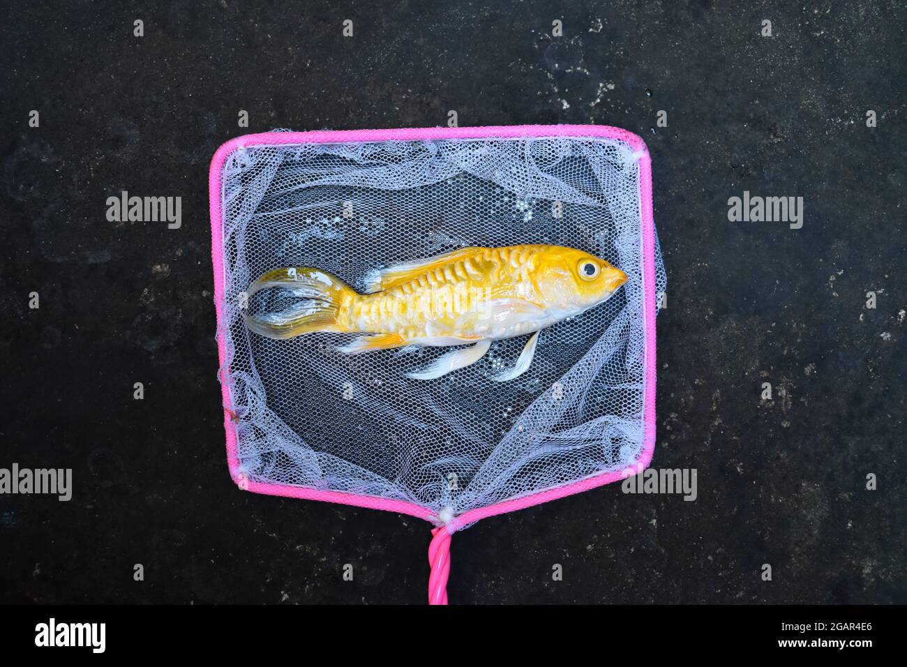 Yellow Koi fish with long fin died due to poor water quality i.e ...