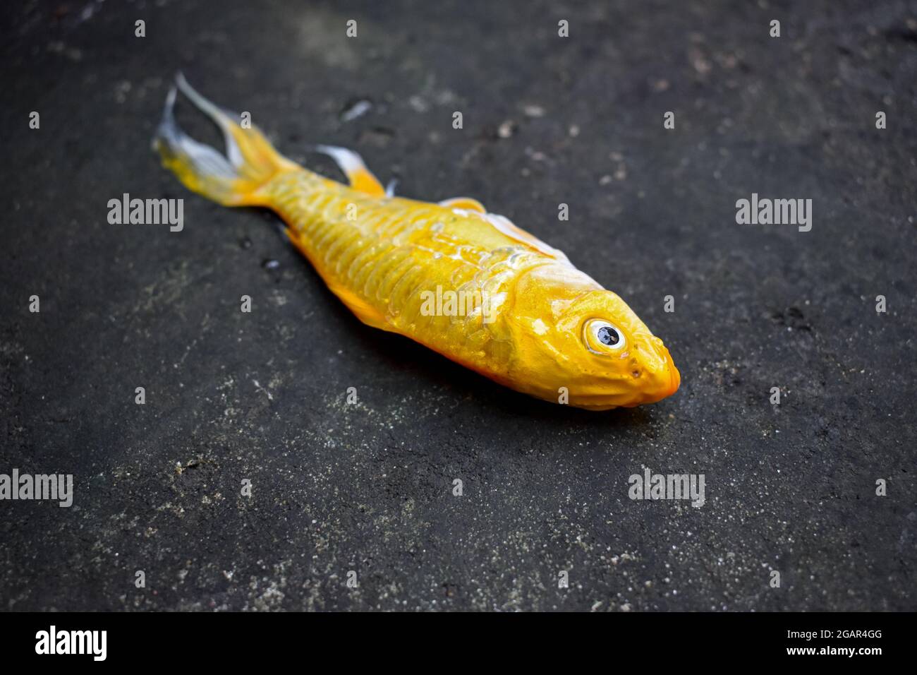 Ill fish tank hi-res stock photography and images - Alamy