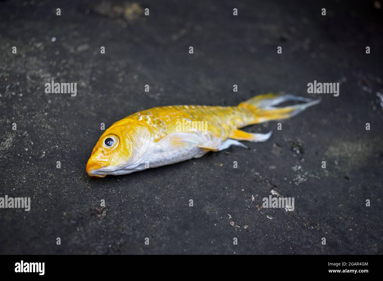 Soil poisoning hi-res stock photography and images - Alamy