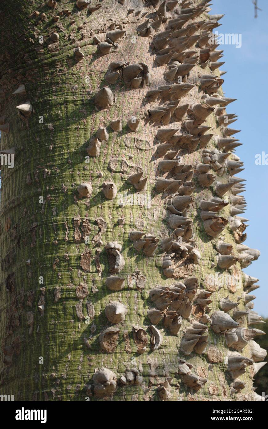 Ceibaceiba speciosa hi-res stock photography and images - Alamy