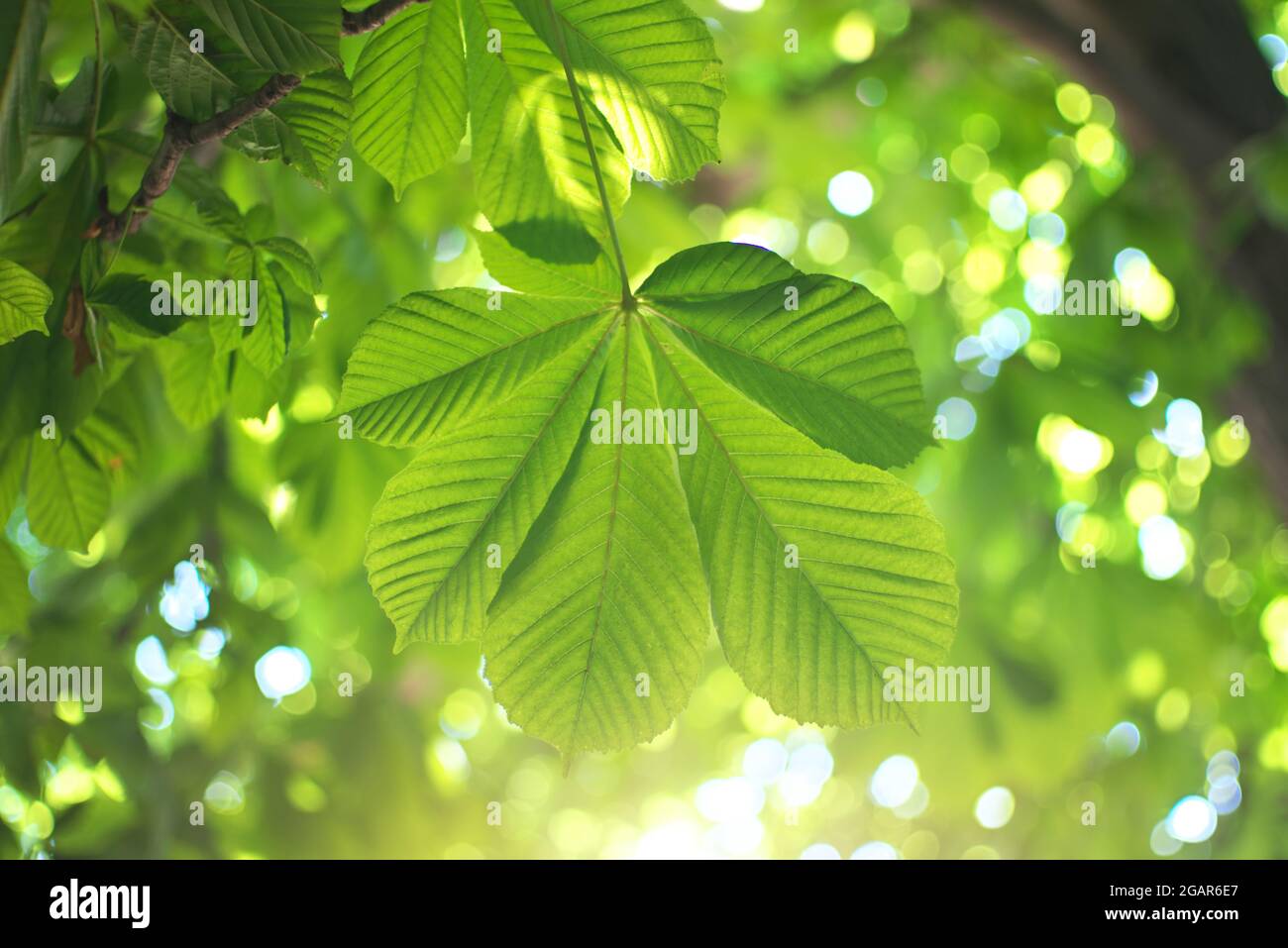 Spring leaf of chestnut. Nature composition Stock Photo - Alamy