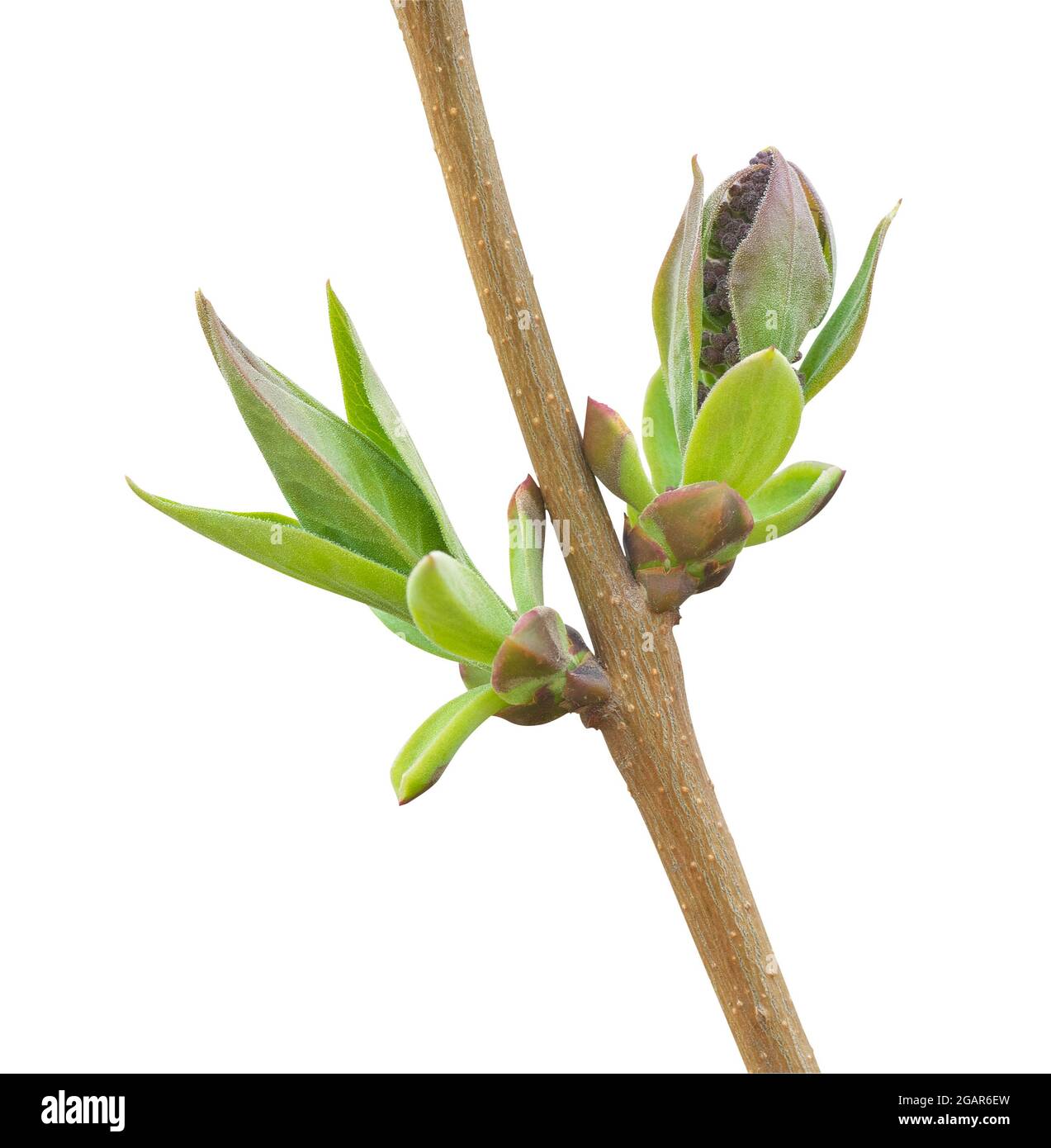 Isolated spring branch and buds. Nature design Stock Photo - Alamy