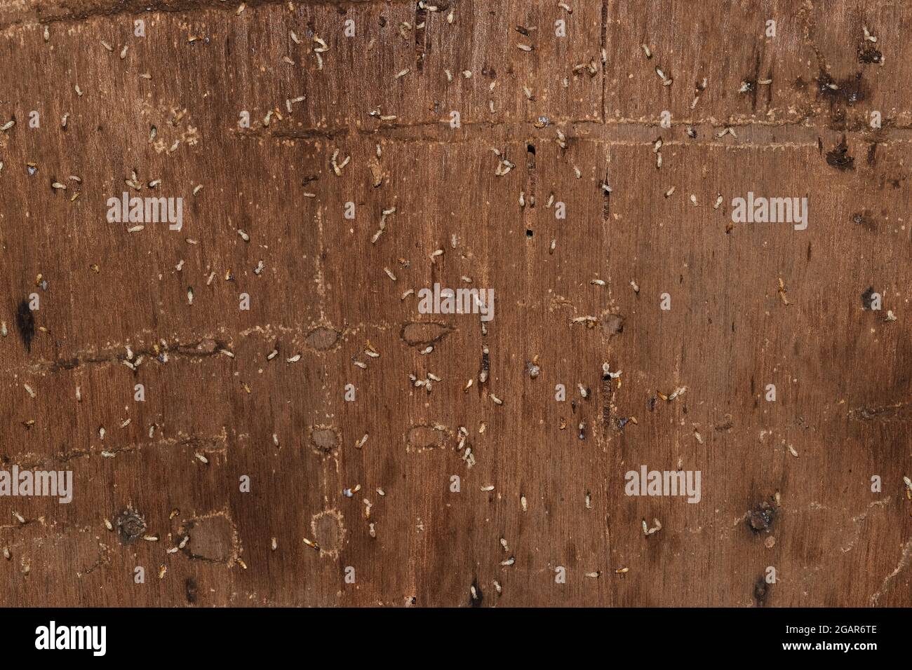 Wood layers damaged by a lot of termites. Dead termites Stock Photo - Alamy