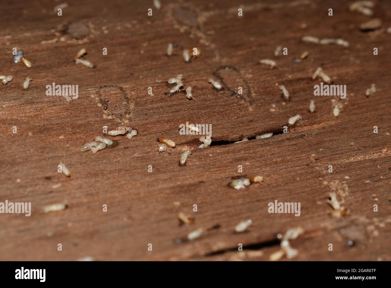 Termite termites ant ants insects hi-res stock photography and images ...