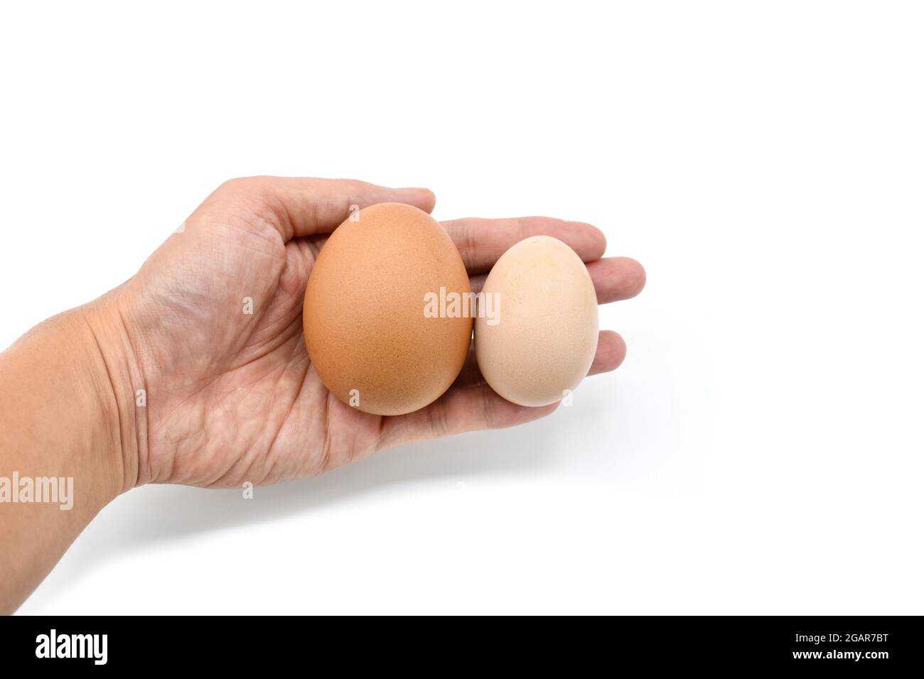 Comparing standard chicken egg and bantam egg. Isolated on white Stock ...
